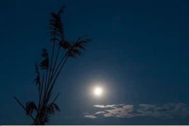 The Reed Moon | Reluctant Xtian