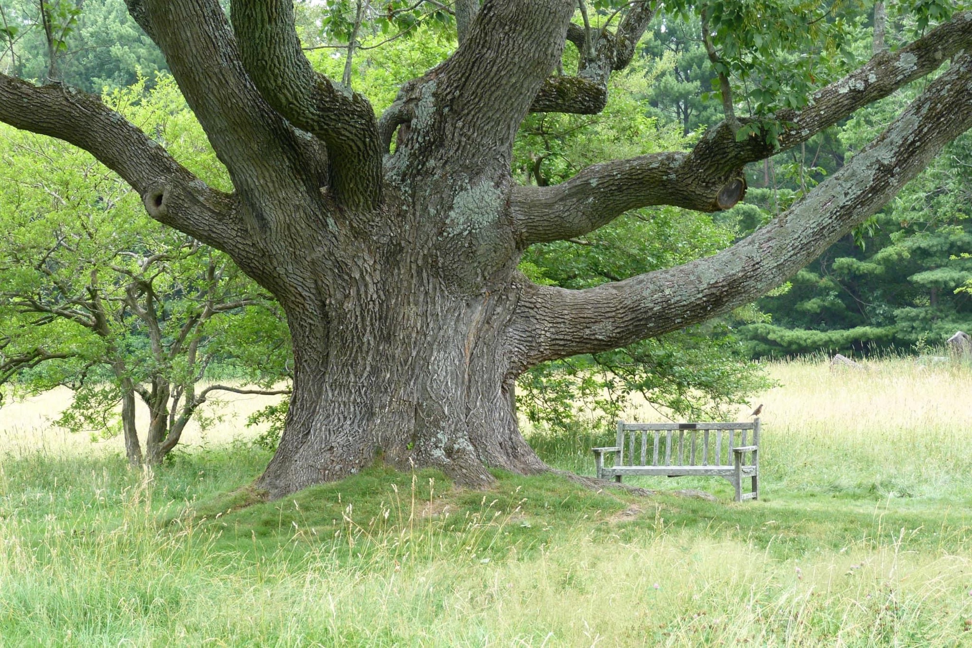 The Ash Tree | Reluctant Xtian